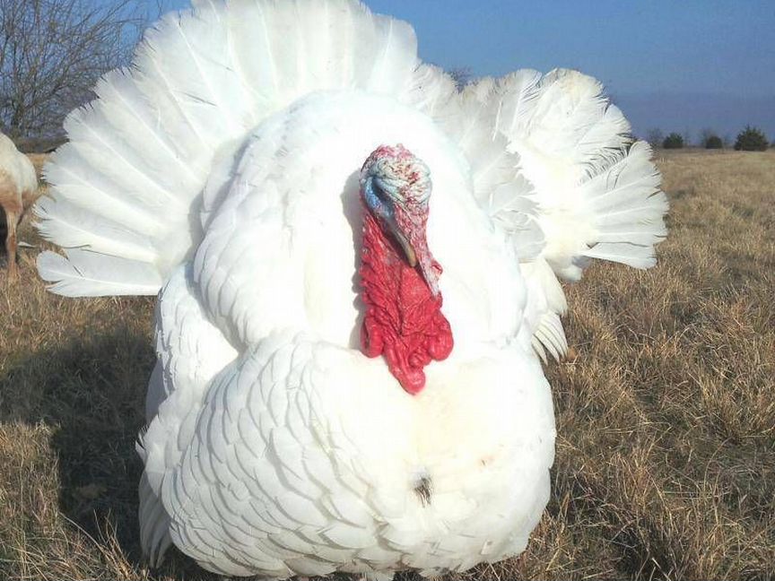 Индюки биг 6 живым весом
