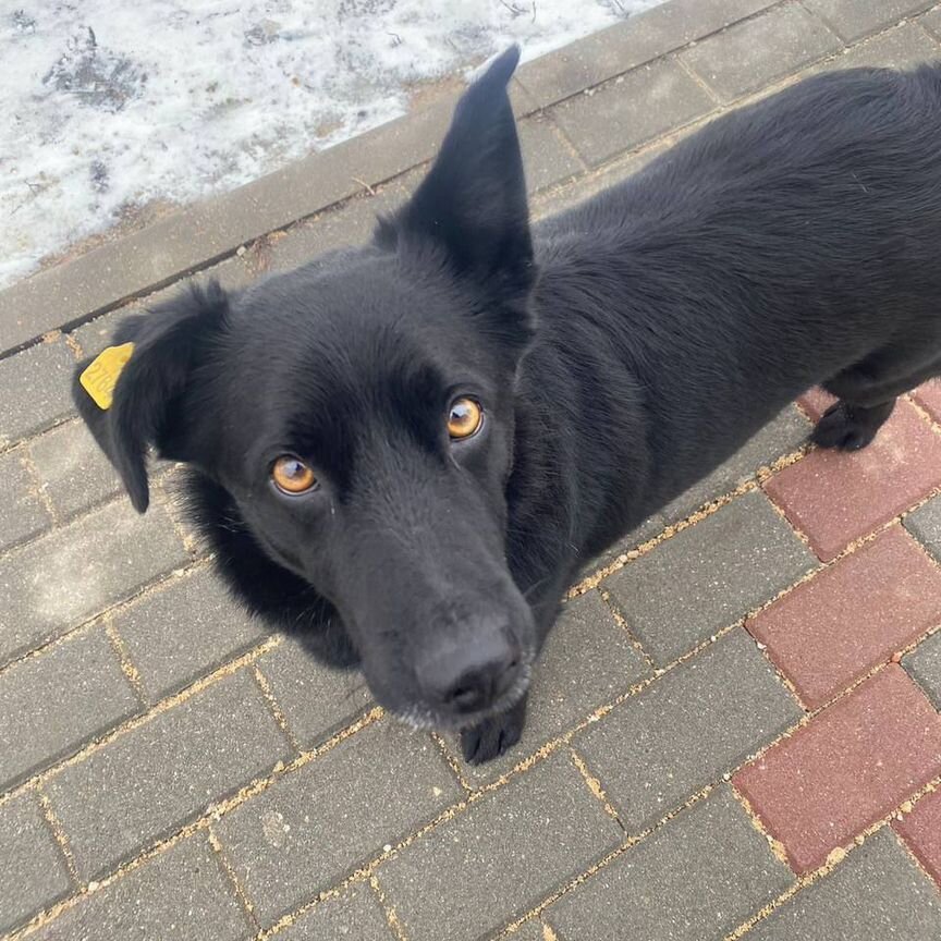 Собака в добрые руки