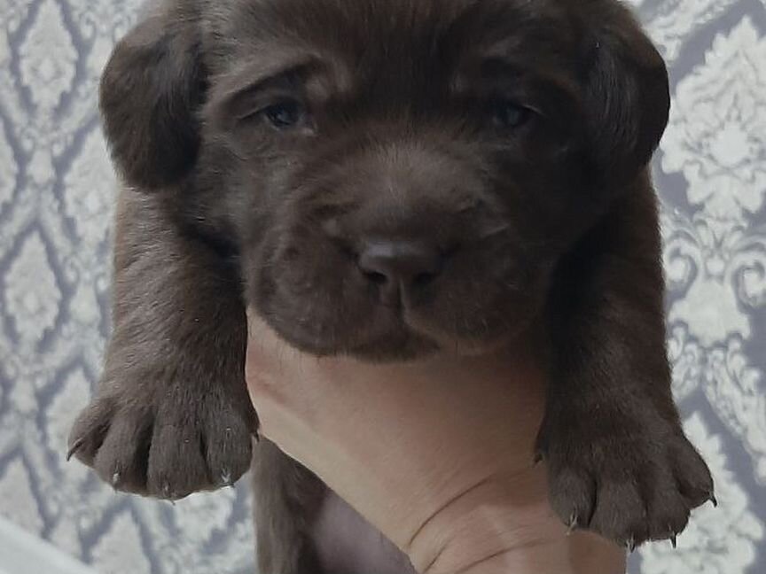 Щенки лабрадора