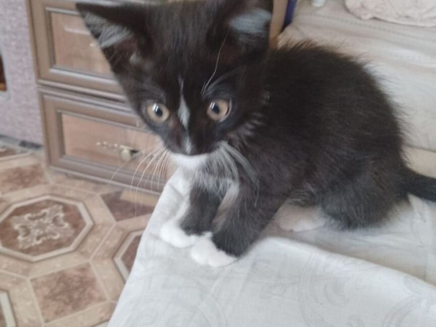 Котики бесплатно