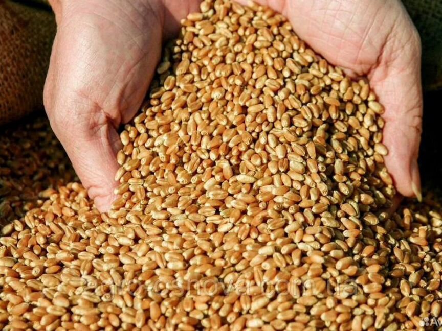 Пшеница мягкая
