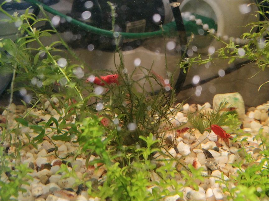 Аквариумные креветки вишня
