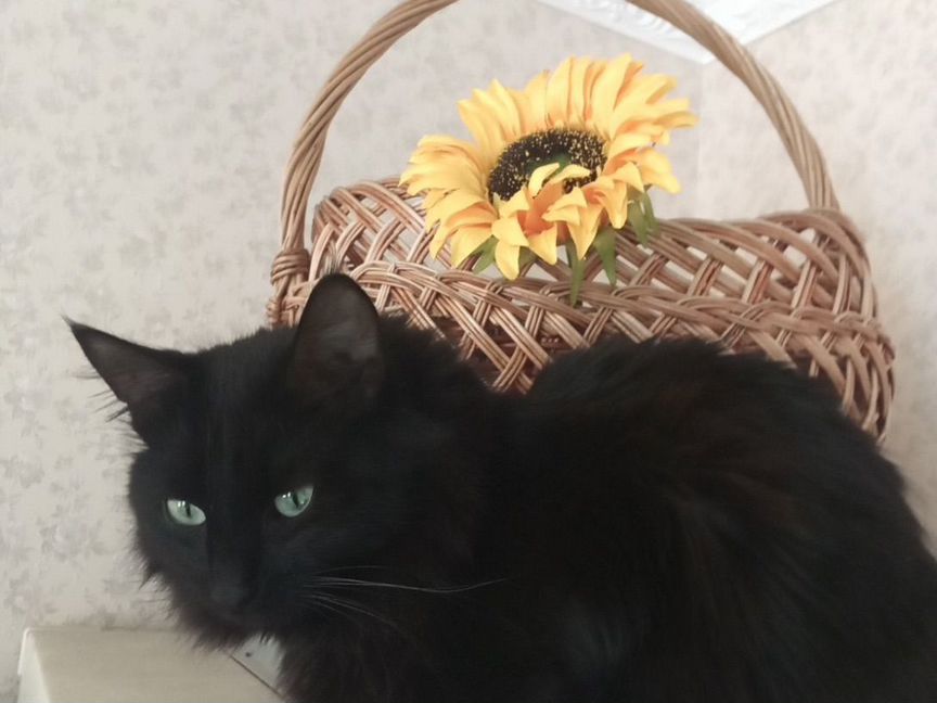 Кошка