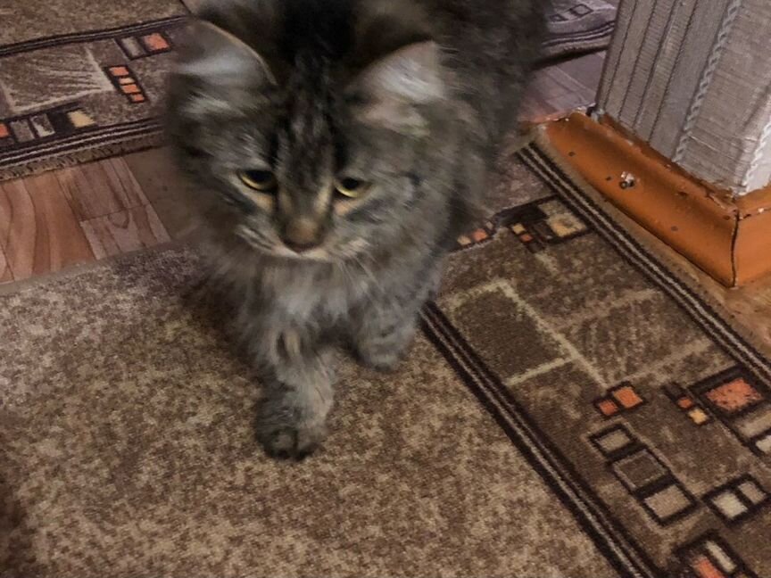 Найден котенок девочка.Кто потерял