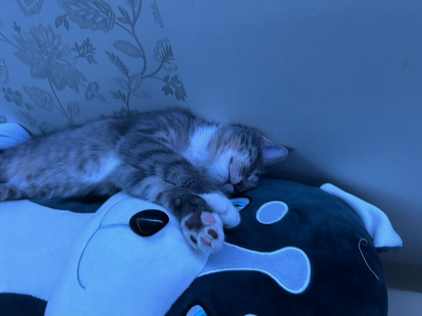 Котик