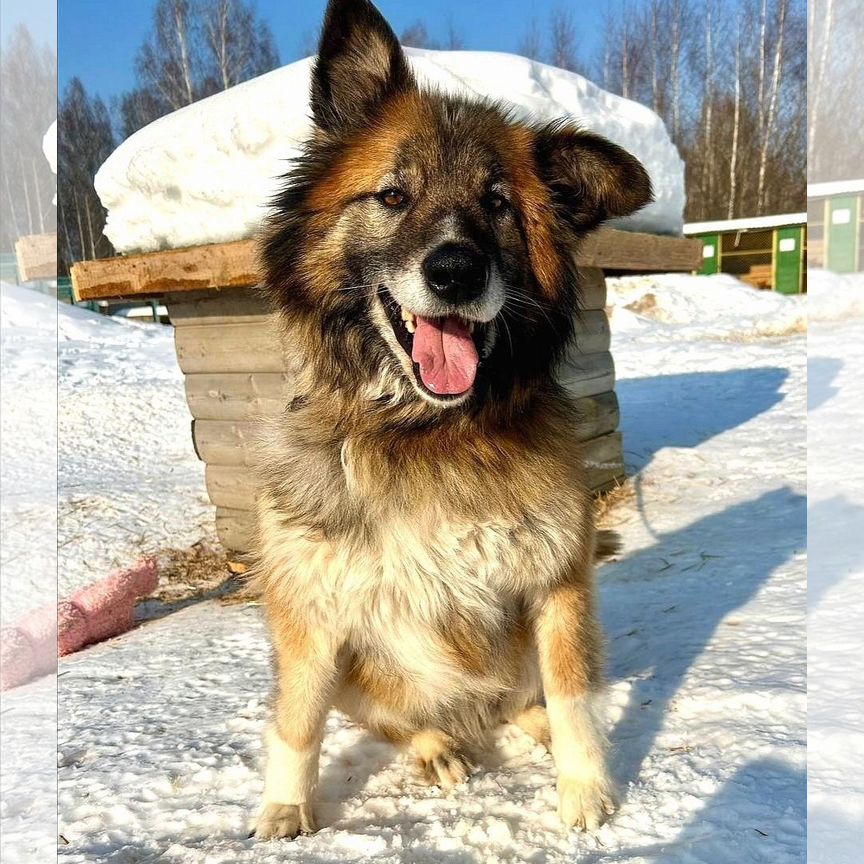 Взрослая собака в добрые руки