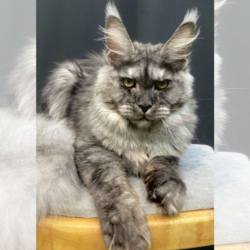 Мейн-кун, взрослая кошка