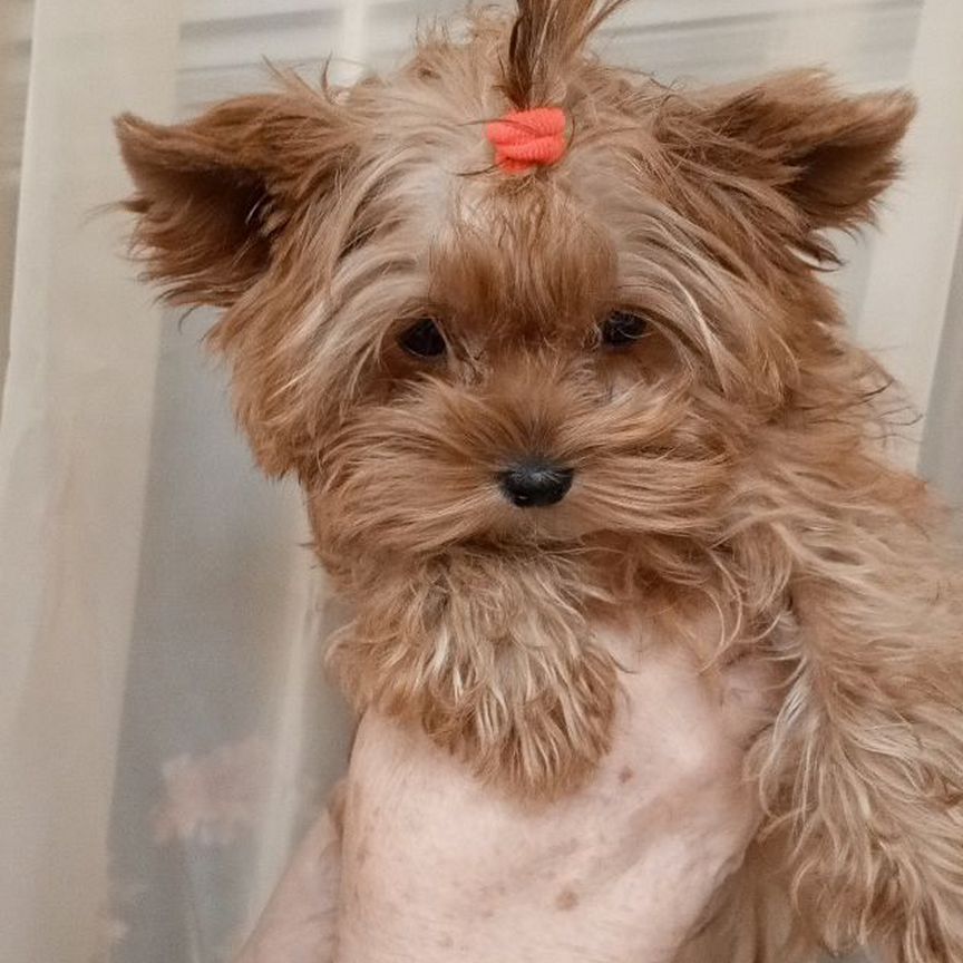 Йоркширский терьер мини щенки