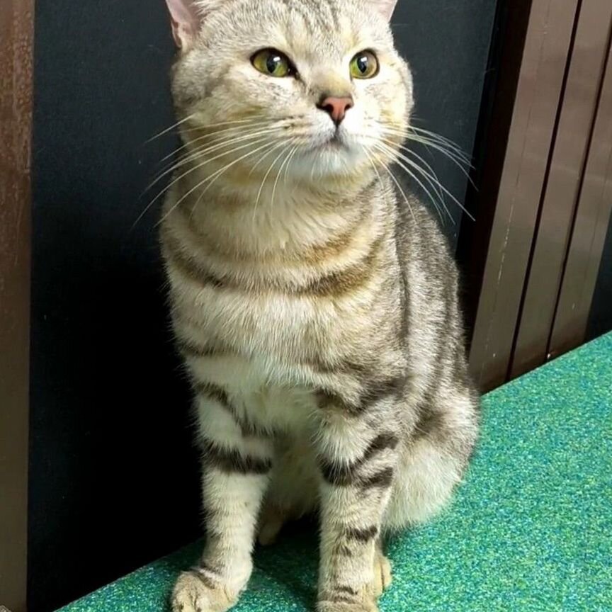 Мраморный котик Марбл ищет дом
