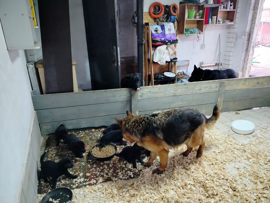 Чистокровные немцы