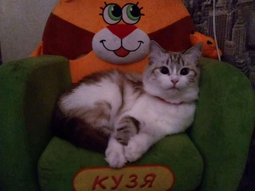 Невская маскарадная молодая кошка