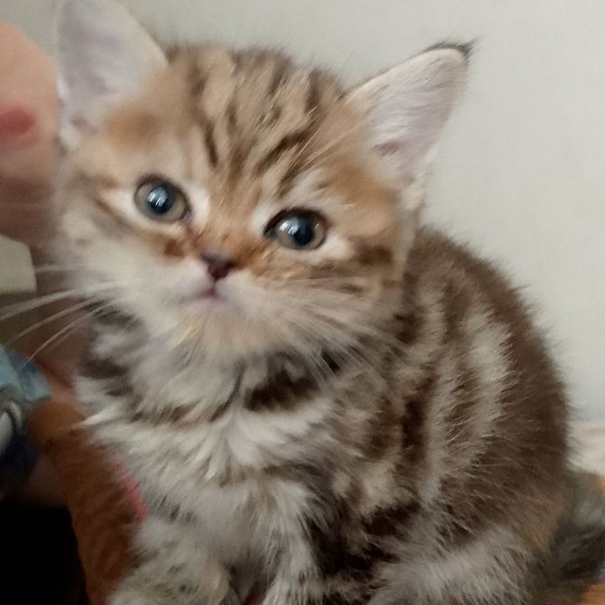 Шотланская кошечка