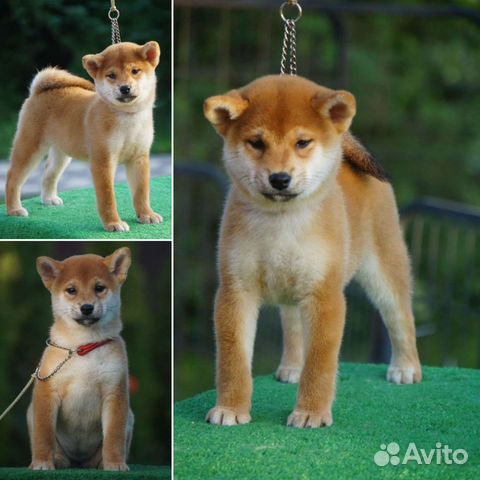 Сиба ину яркая красотка