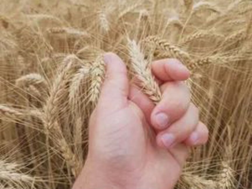 Зерно пшеница 4 класс