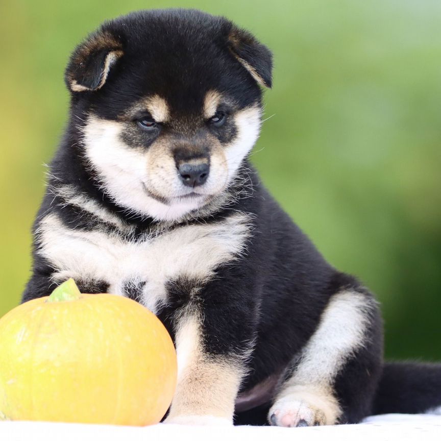 Сиба-ину, щенок