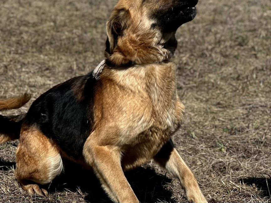 Латте, ласковая собака, в добрые руки