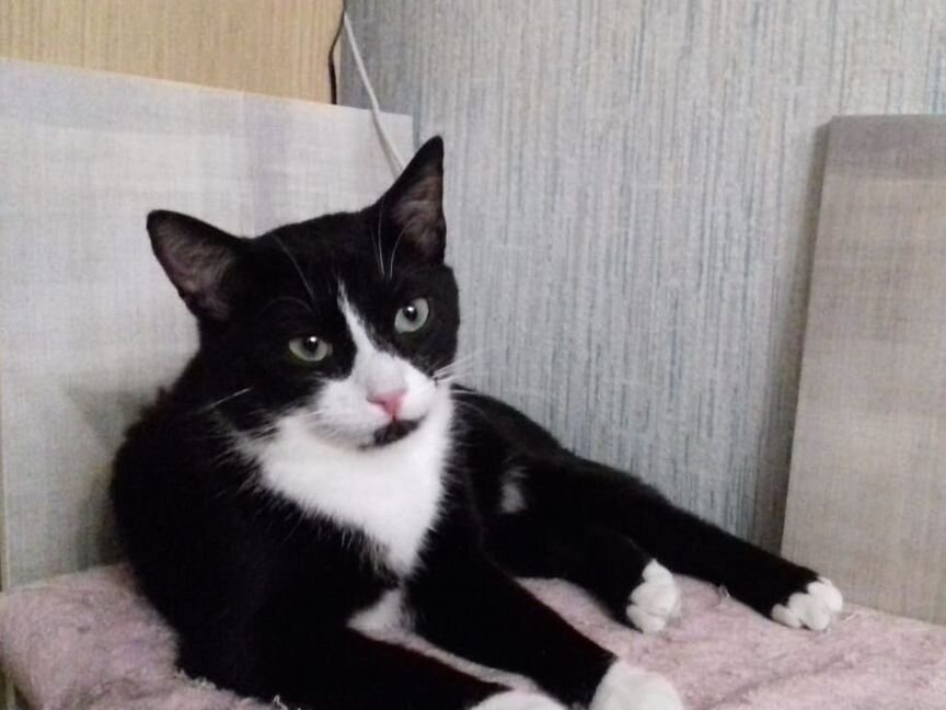 Нашли котика