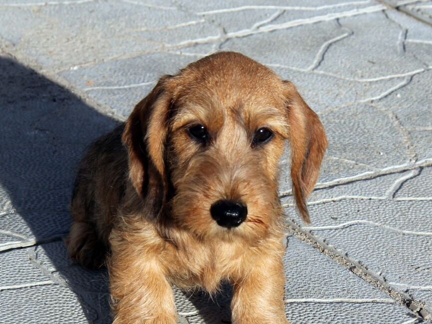 Рыжая жесткошерстная такса