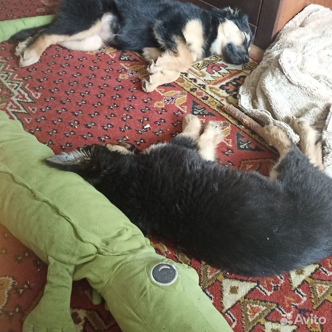 Пристраиваются две девочки - дворняжки