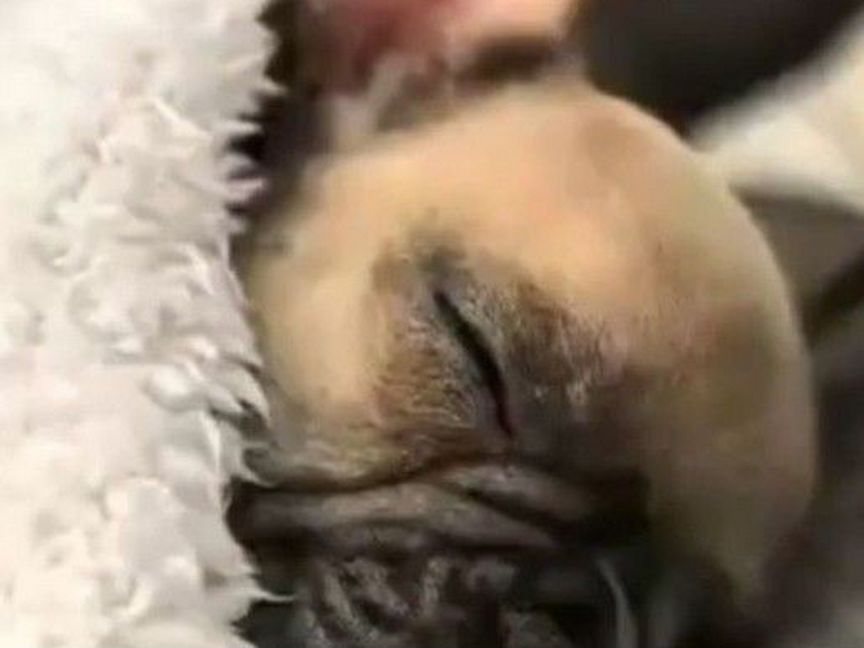 Милые пупсики