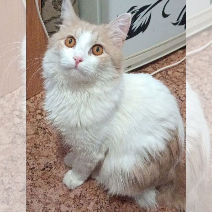 Взрослый кот в добрые руки