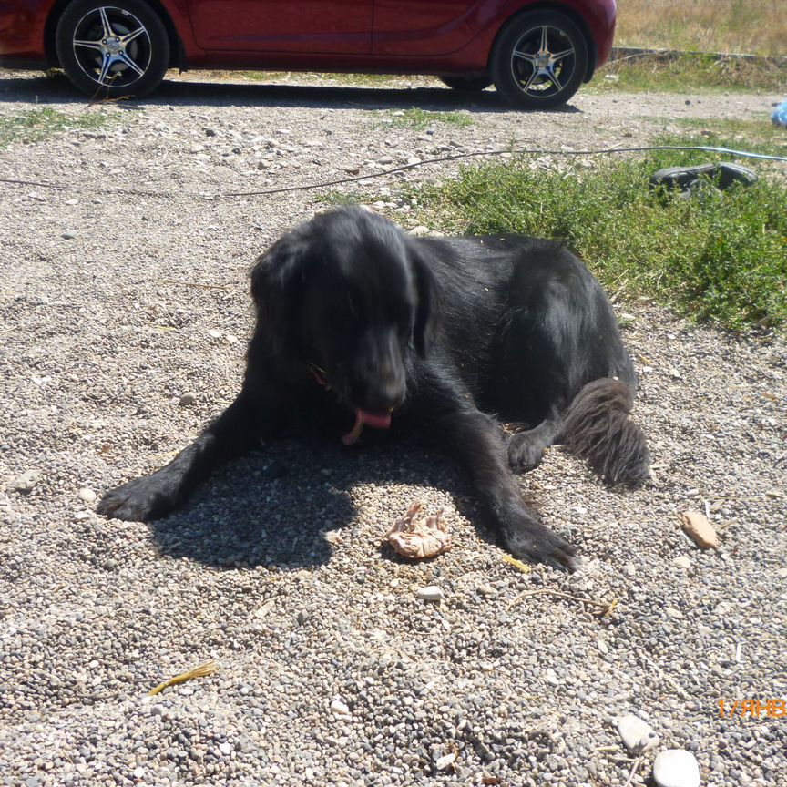 Молоденькие собачки