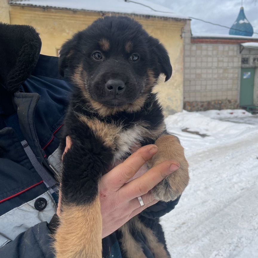 Щенок в добрые руки мальчик