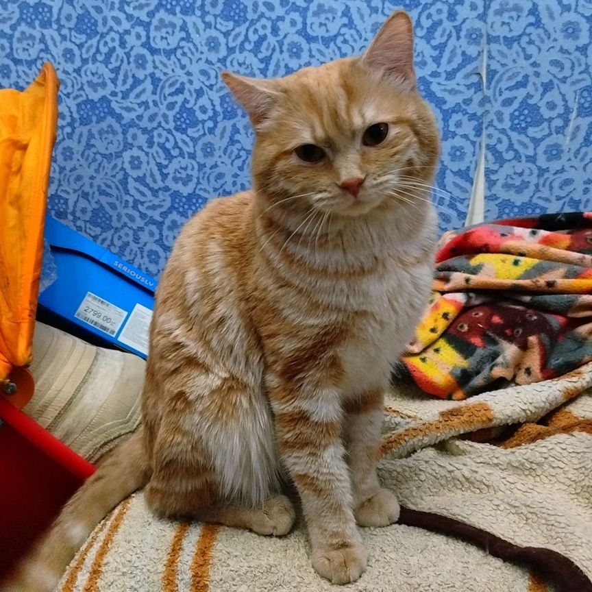 Котик рыжий полосатый