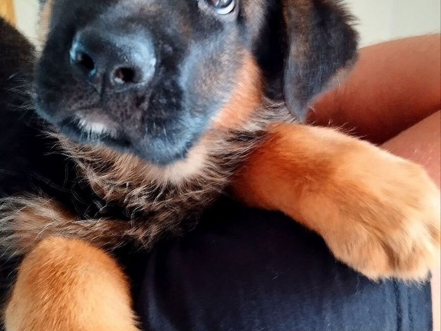 Щенки немецкой овчарки