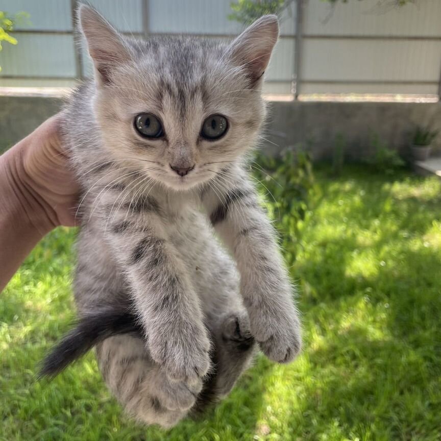 Котята в добрые руки бесплатно