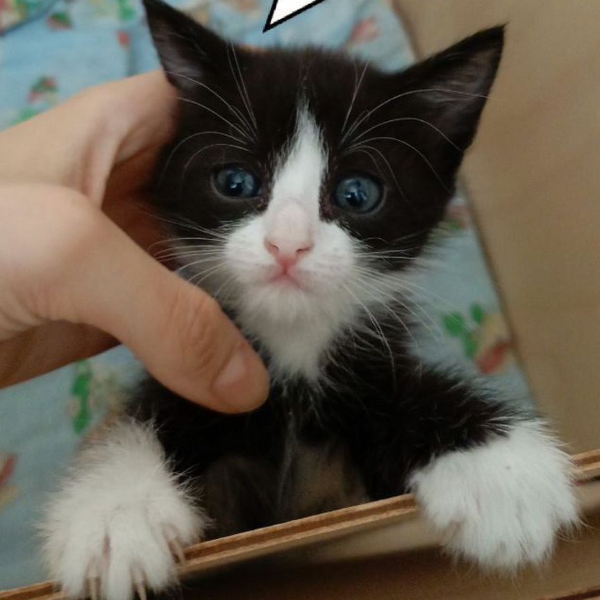 Котёнок в добрые руки