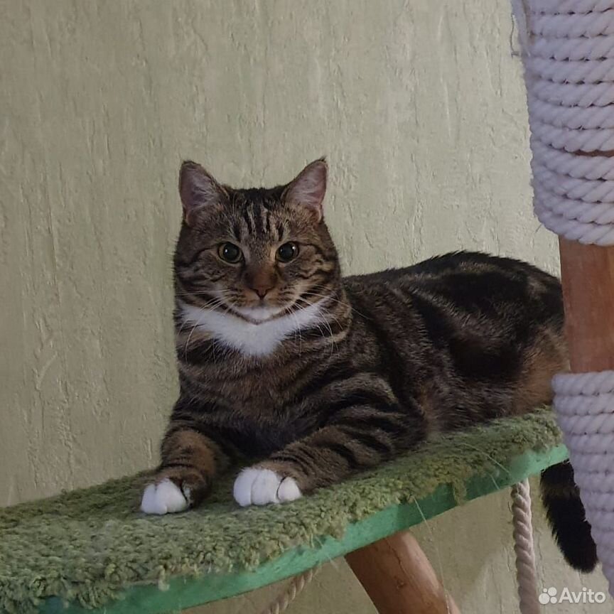 Кошечке девочке нужен заботливый дом