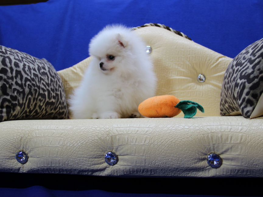 Щенки померанского шпица