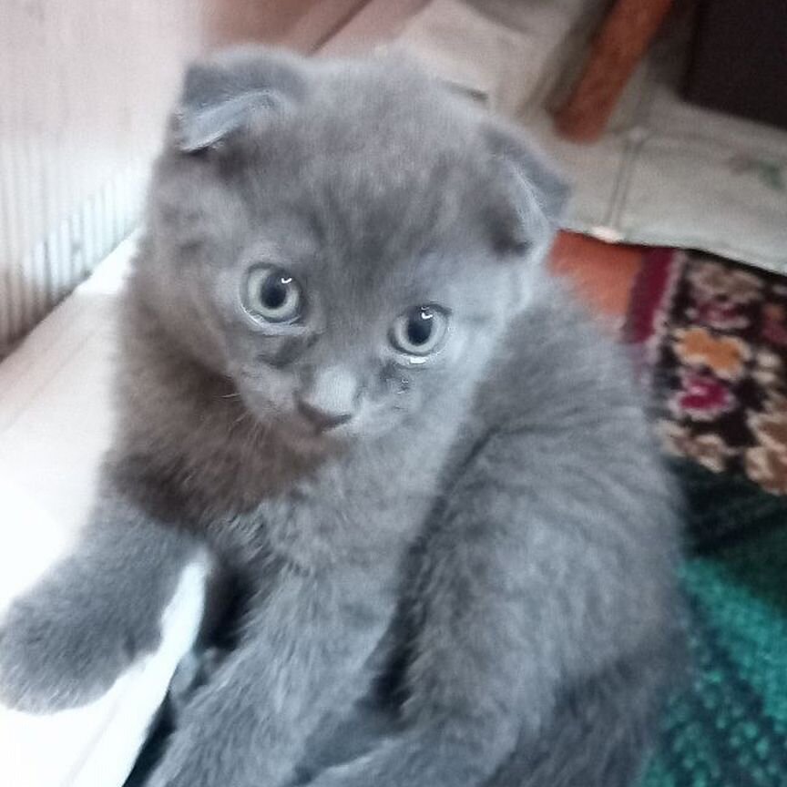 Котята смесь в добрые руки