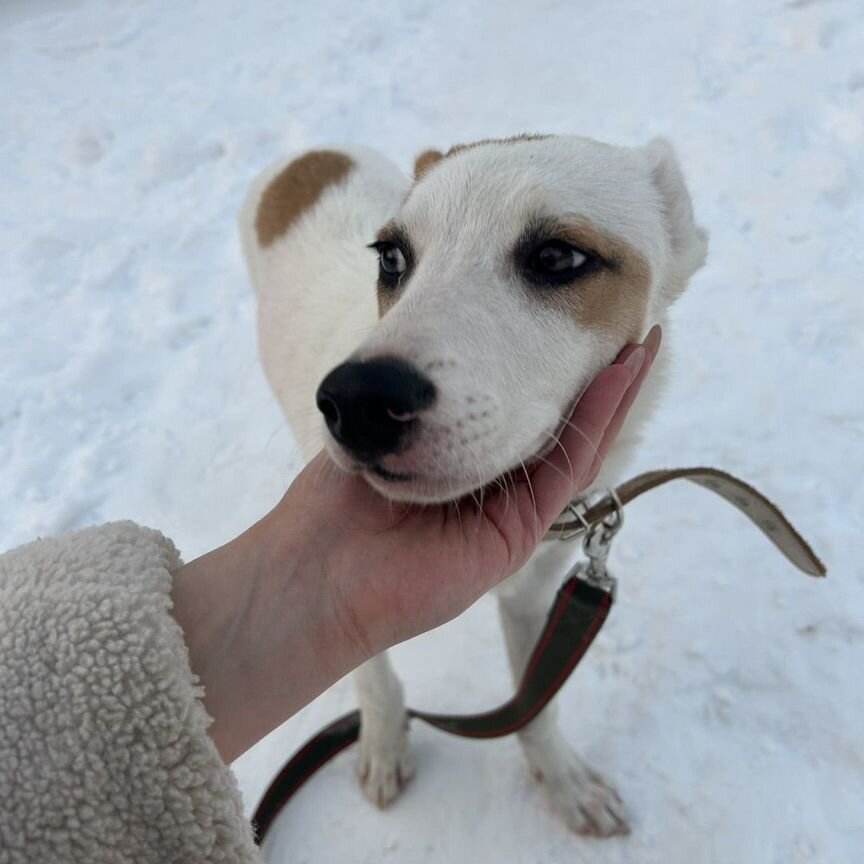 Собака