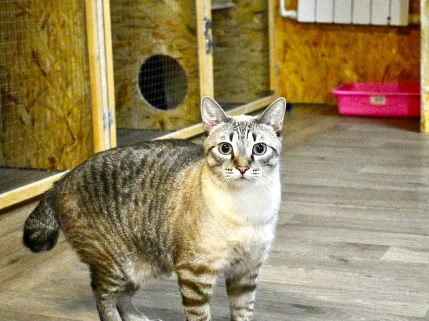 Кот Лёва ищет хозяина. Отдадим в хорошие руки