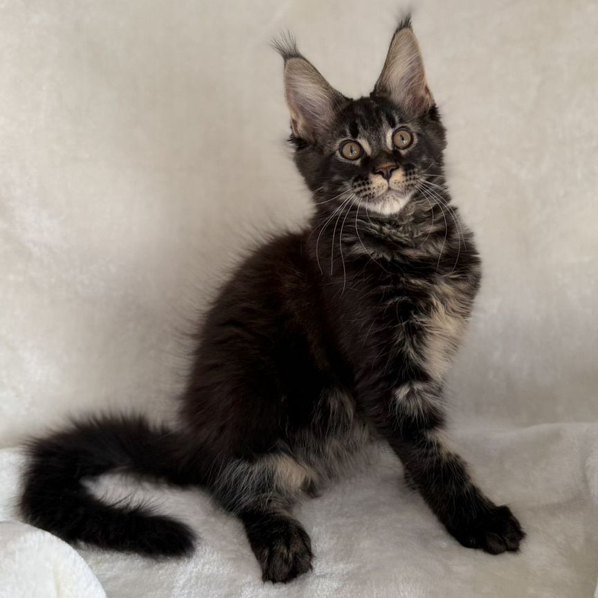 Мейн-кун котёнок