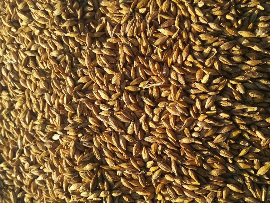 Ячмень, вико-овес, пшеница