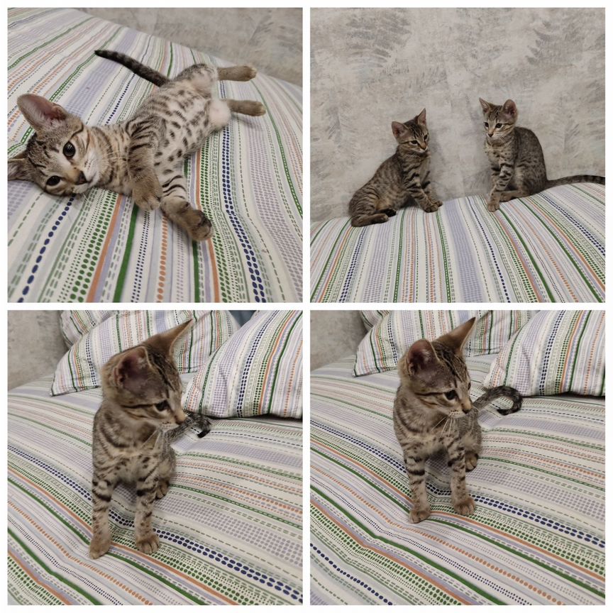 Помогите малышам и приюту, пожалуйста