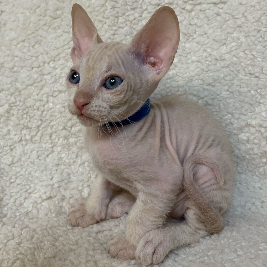 Котята сфинкс