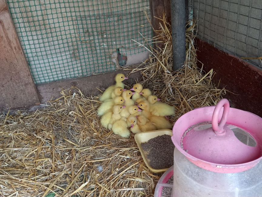 Мускусные индоутята белые