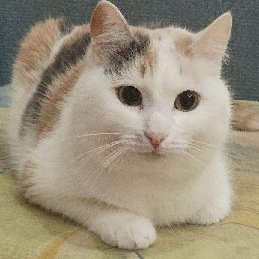 Взрослая кошка в добрые руки