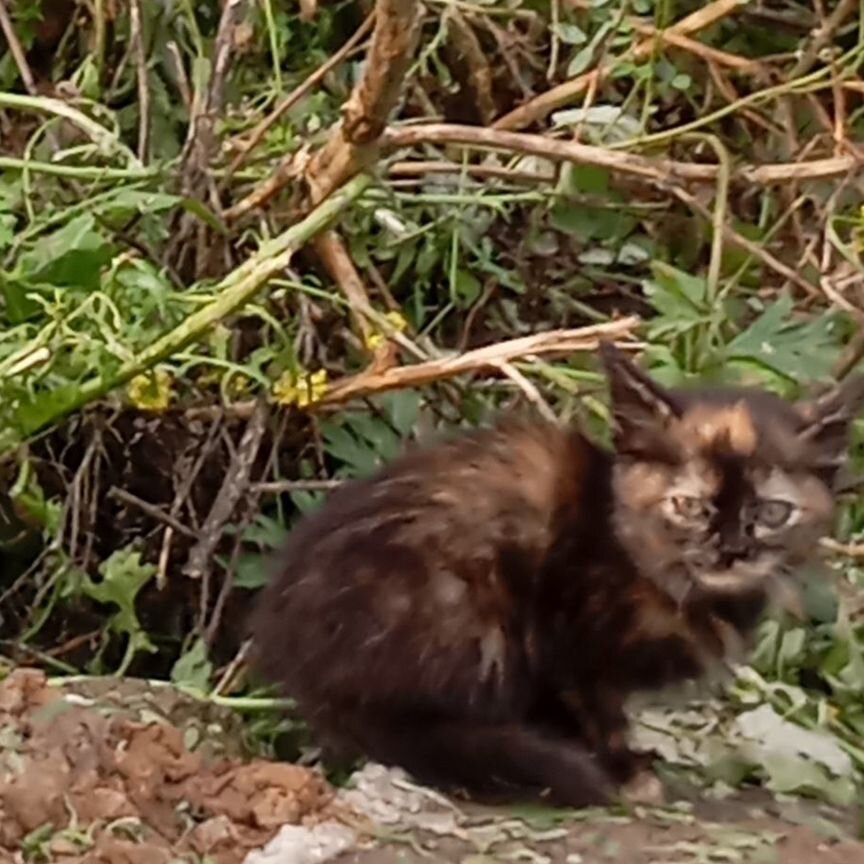 Котята в добрые руки бесплатно маленькие