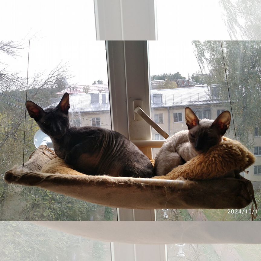 Кот корниш рекс