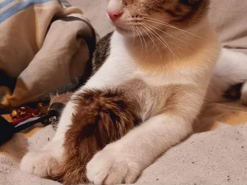 Короткошёрстная дворянка