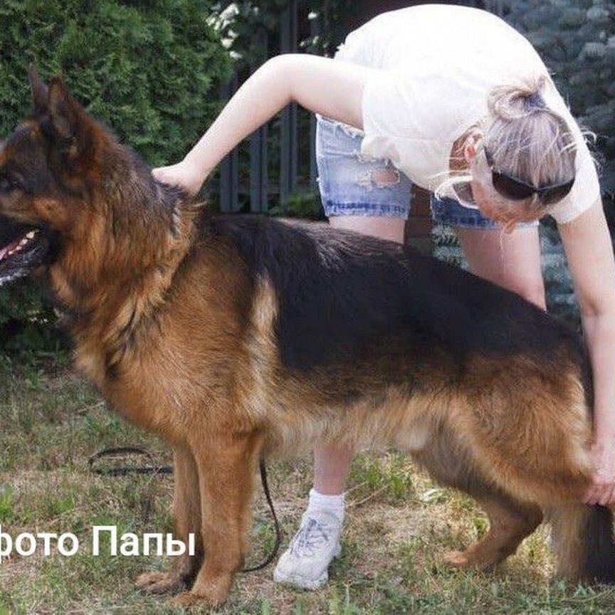 Щенки немецкой овчарки