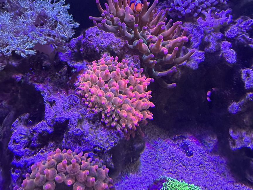 Актиния квадриколор