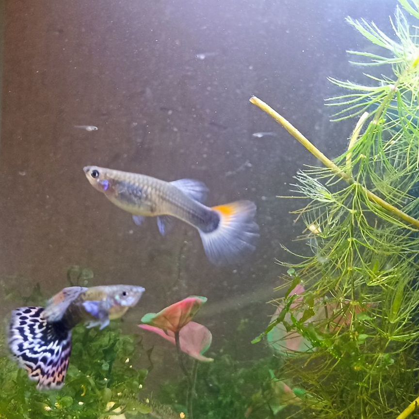 Продам гуппи аквариумные рыбы