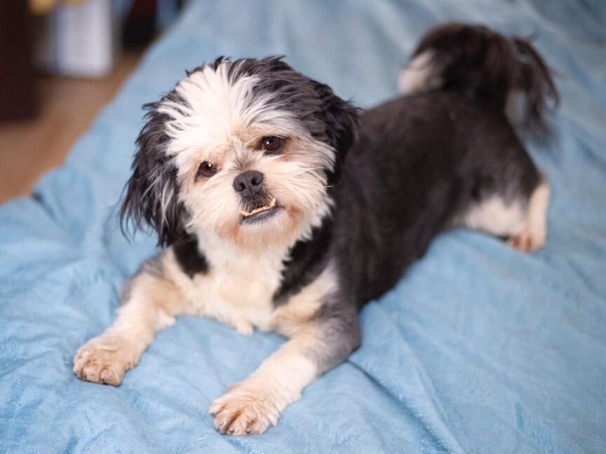 Ши-тцу Шарик в добрые руки