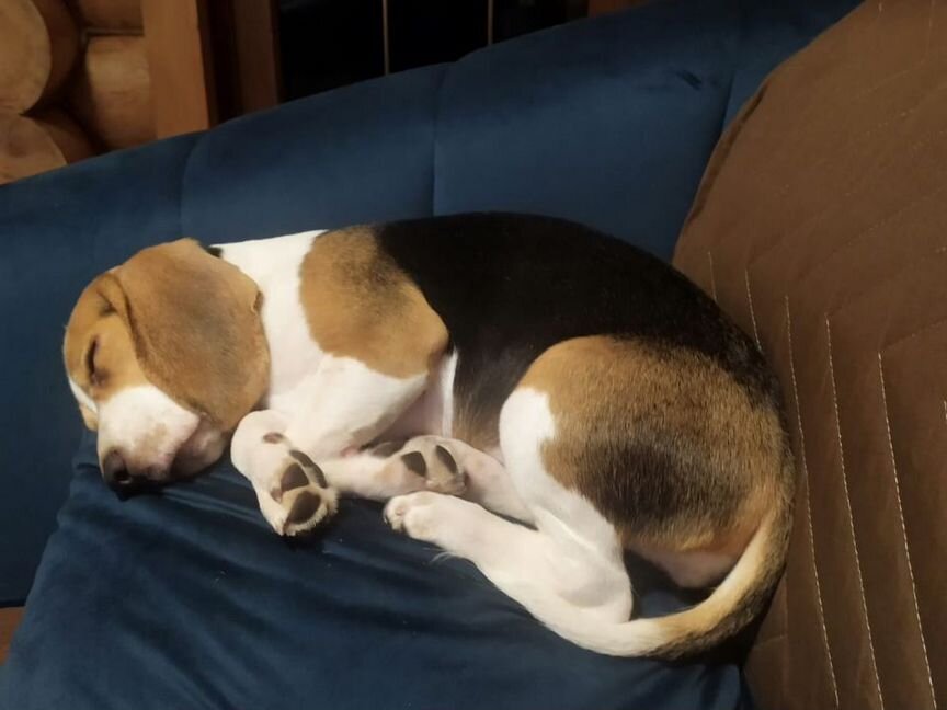 Бигль в добрые руки